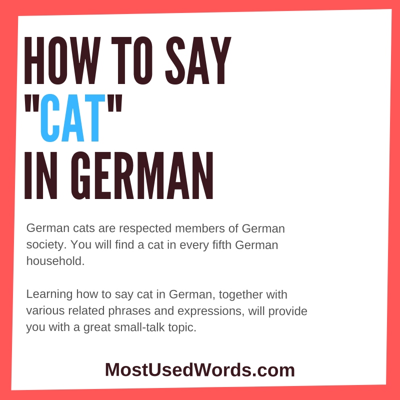 How Do You Say Cat in German? Phrases & Idioms – MostUsedWords